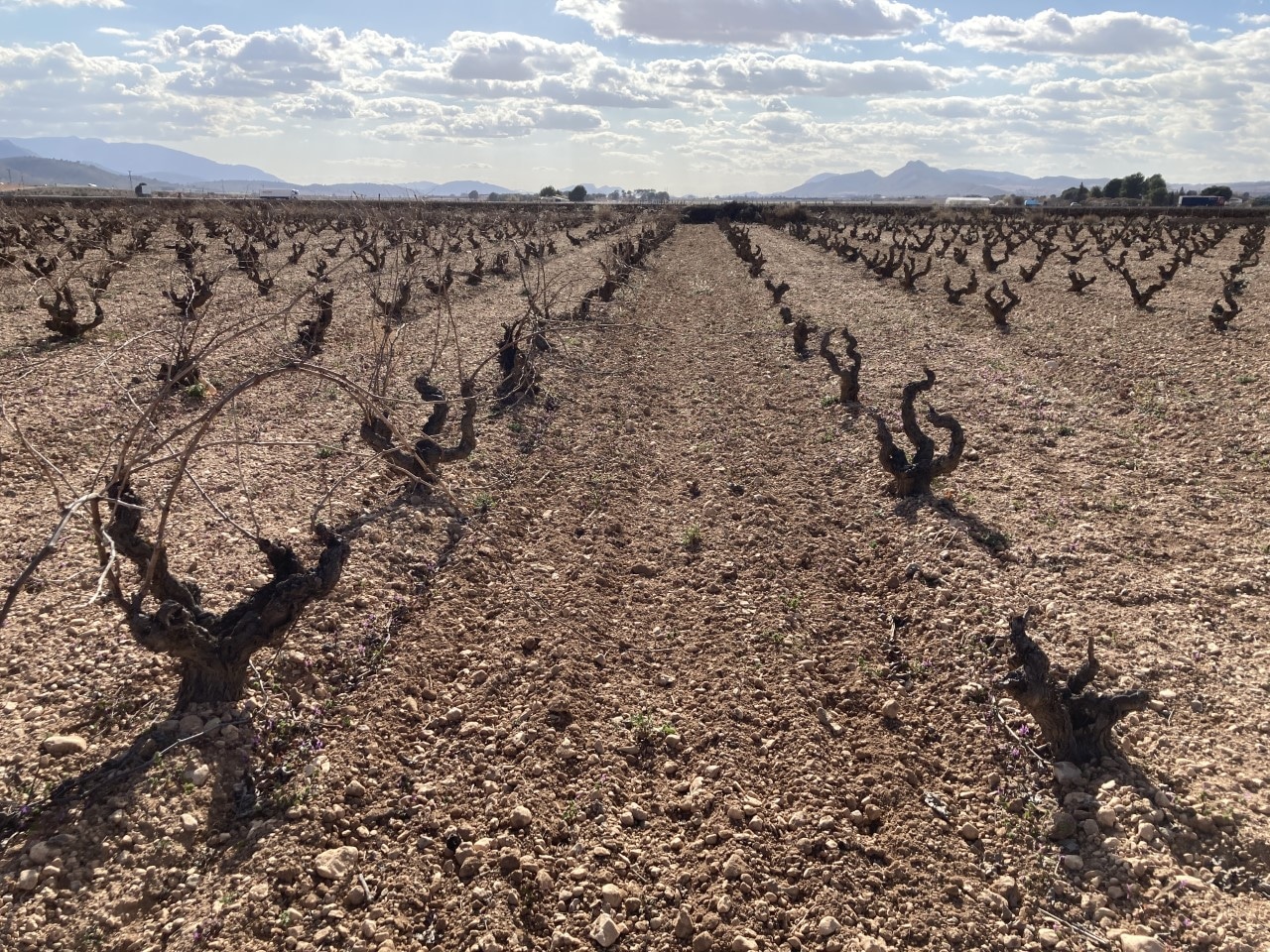 Development and research (R&D&I) in the wine sector.